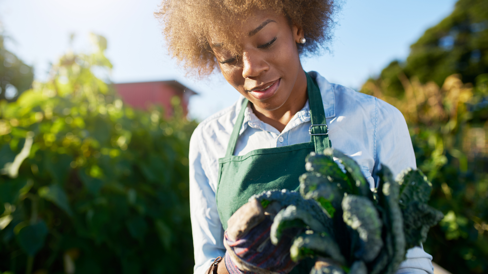 Exploring the Links Between Discriminatory Land Policies, Black Farmers ...